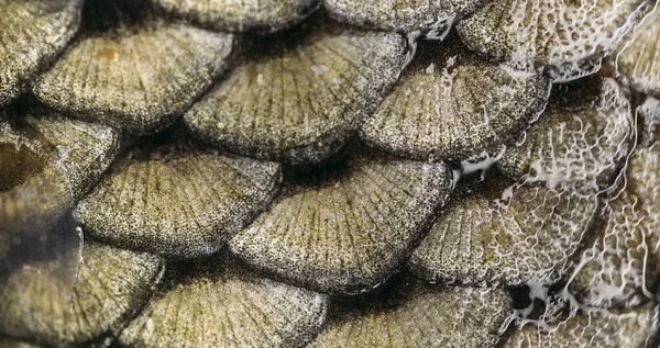 Fish skin texture Stock Photos, Royalty Free Fish skin texture Images ...