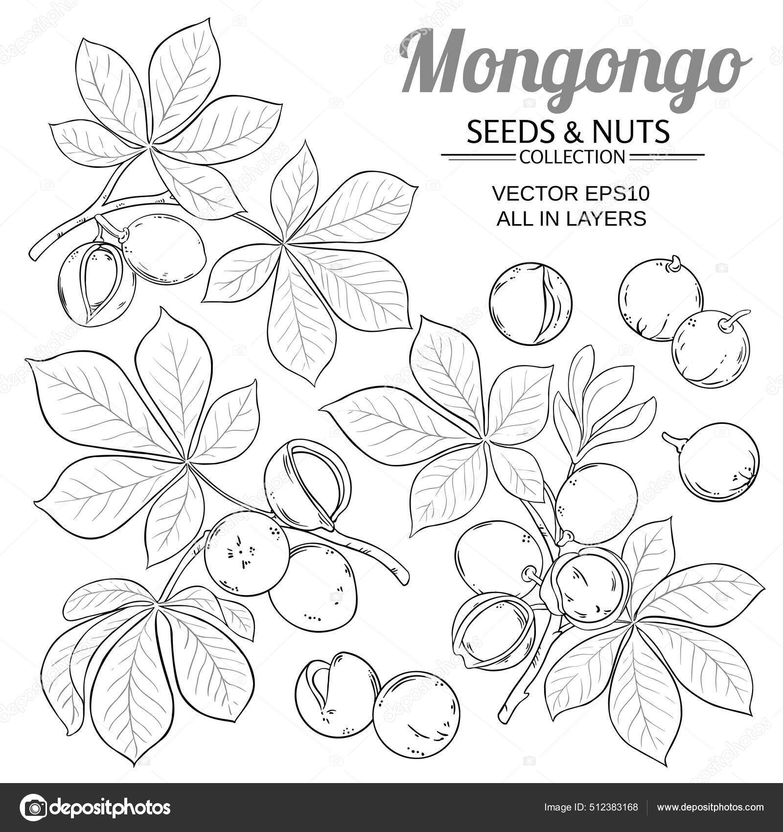 Mongongo vector set on white background Stock Vector by ©cuttlefish84 ...