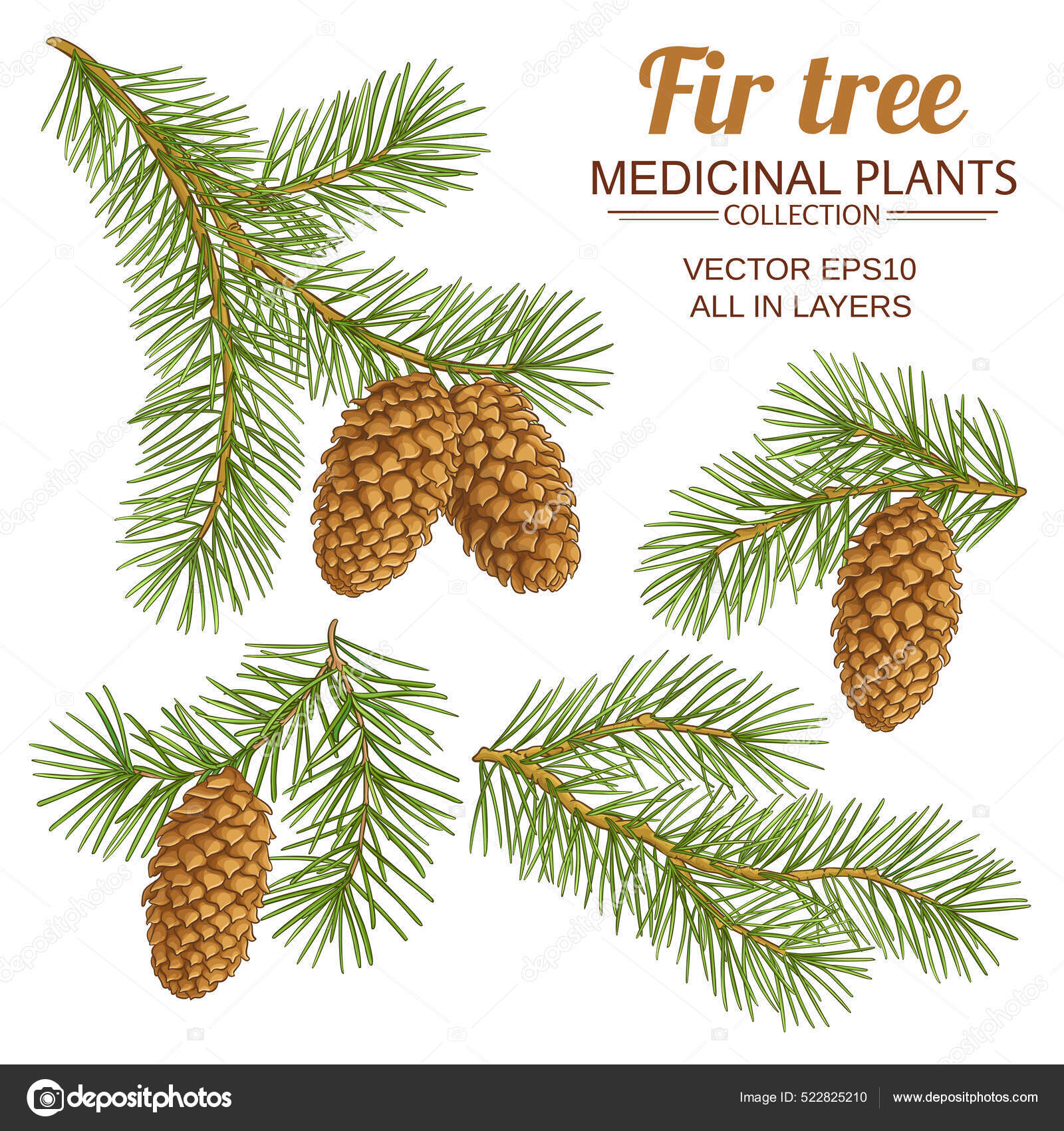 Fir tree vector set on white background Stock Illustration by ...