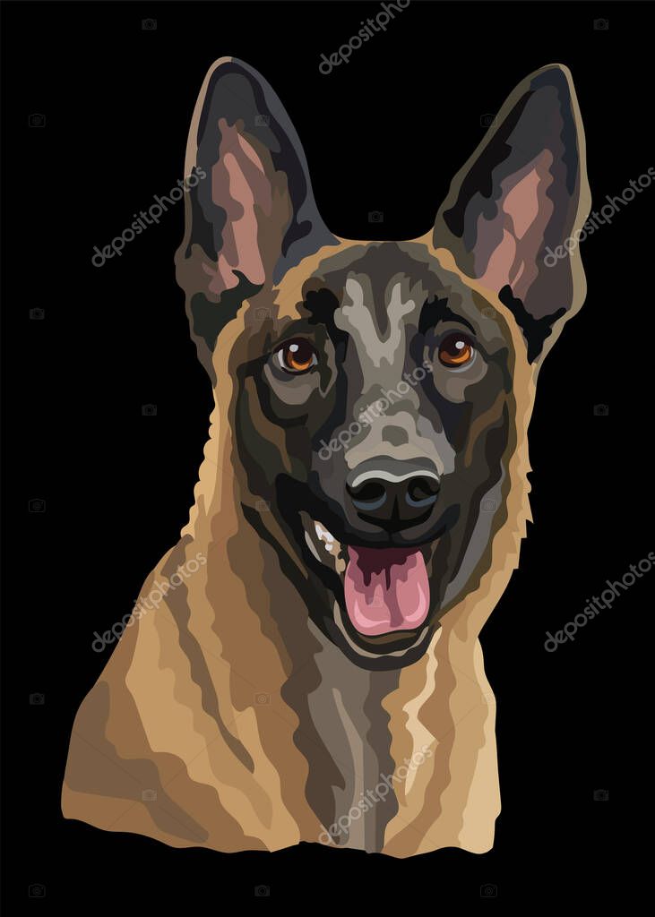 Cabeza realista del pastor belga Malcom Dog. Ilustración vectorial a ...