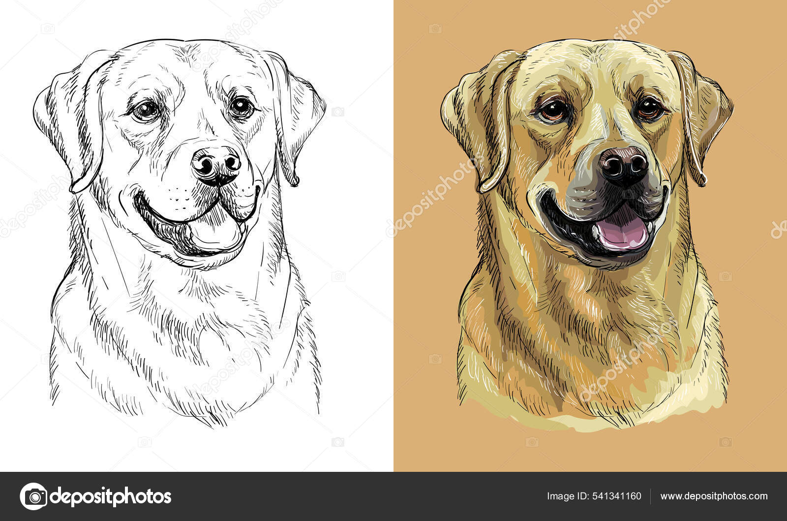 Realistic Isolated Head Labrador Retriever Dog Vector Hand Drawing ...