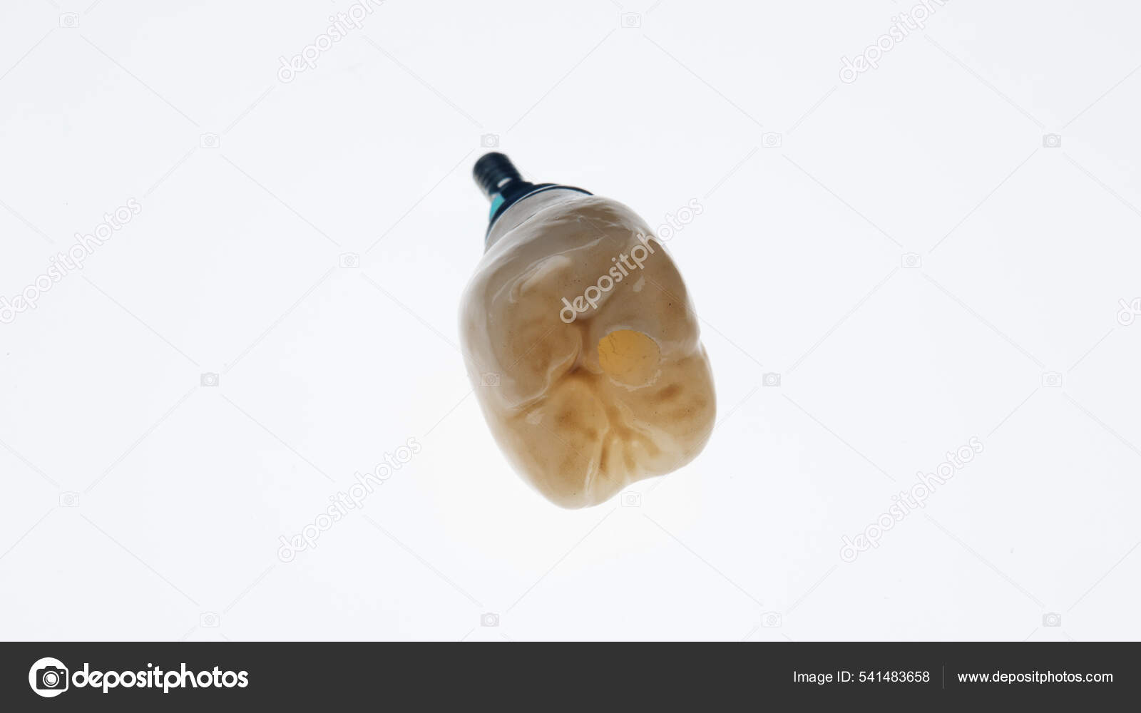 Beautiful Morphology Ceramic Crown Chewing Tooth White Background ...