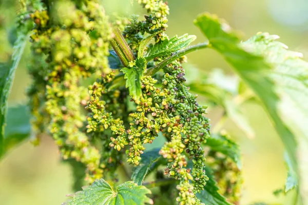 Eating Nettle Seeds. common nettle, stinging nettle or nettle leaf ...