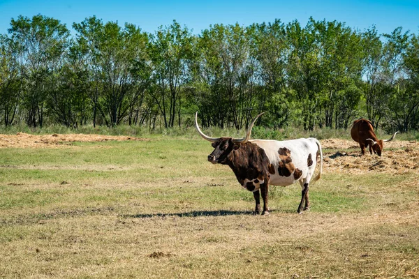 Texas Longhorns Huge Horns on Cattle on the Texas Farm Ranch in Austin ...