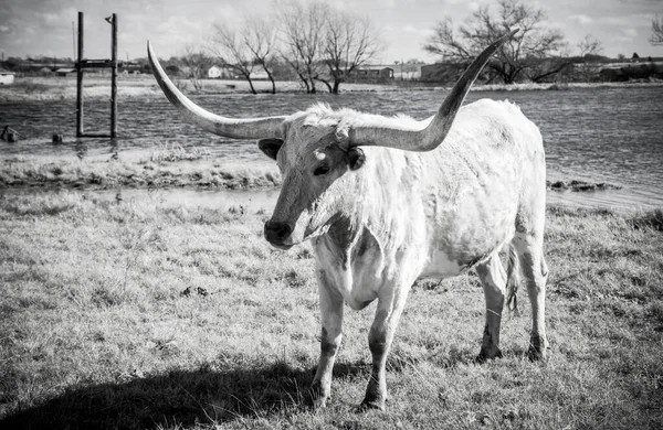 Texas Longhorns Huge Horns on Cattle on the Texas Farm Ranch in Austin ...