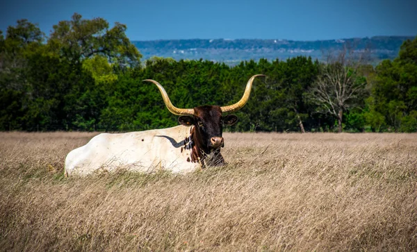 Texas Longhorns Huge Horns on Cattle on the Texas Farm Ranch in Austin ...