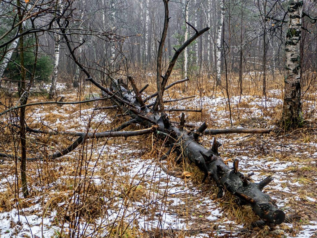 árbol caído en el clima lluvioso y neblinoso de otoño en el sendero ...