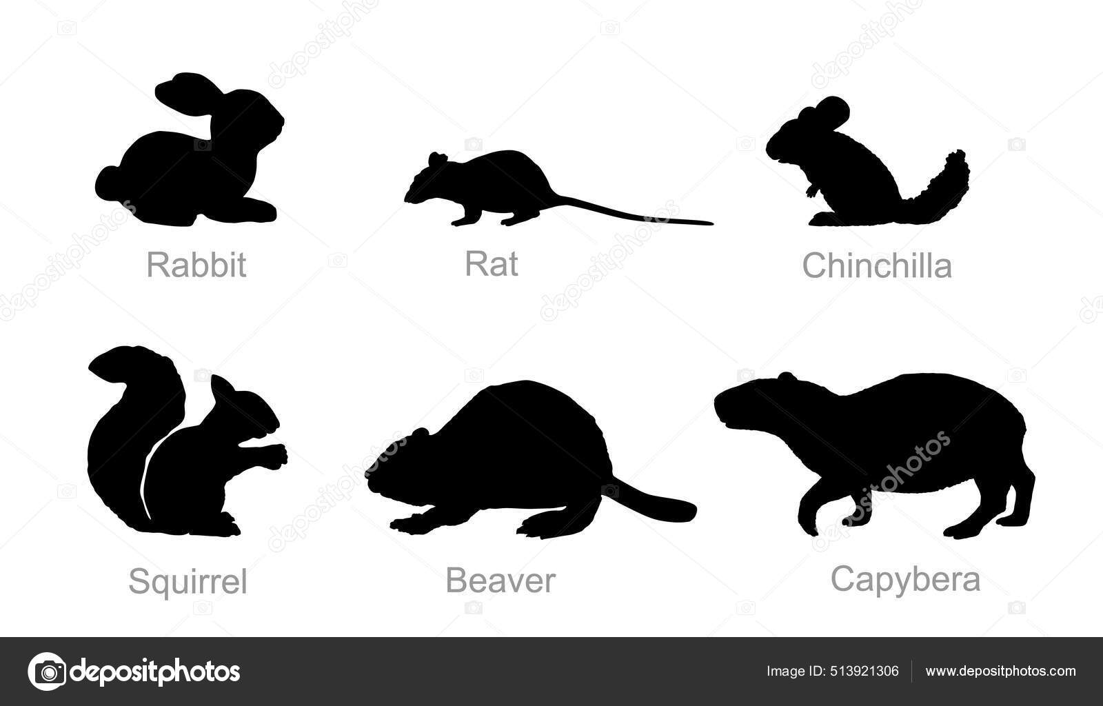 Rodent Animals Set Vector Silhouette Illustration Isolated White ...