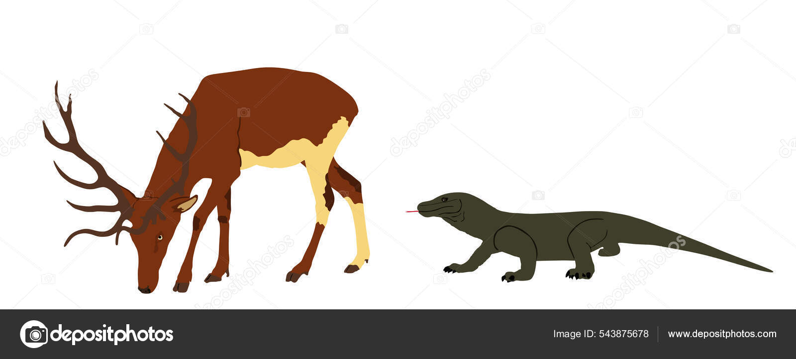 Komodo Dragon Hunting Red Deer Male Vector Illustration Isolated Huge ...