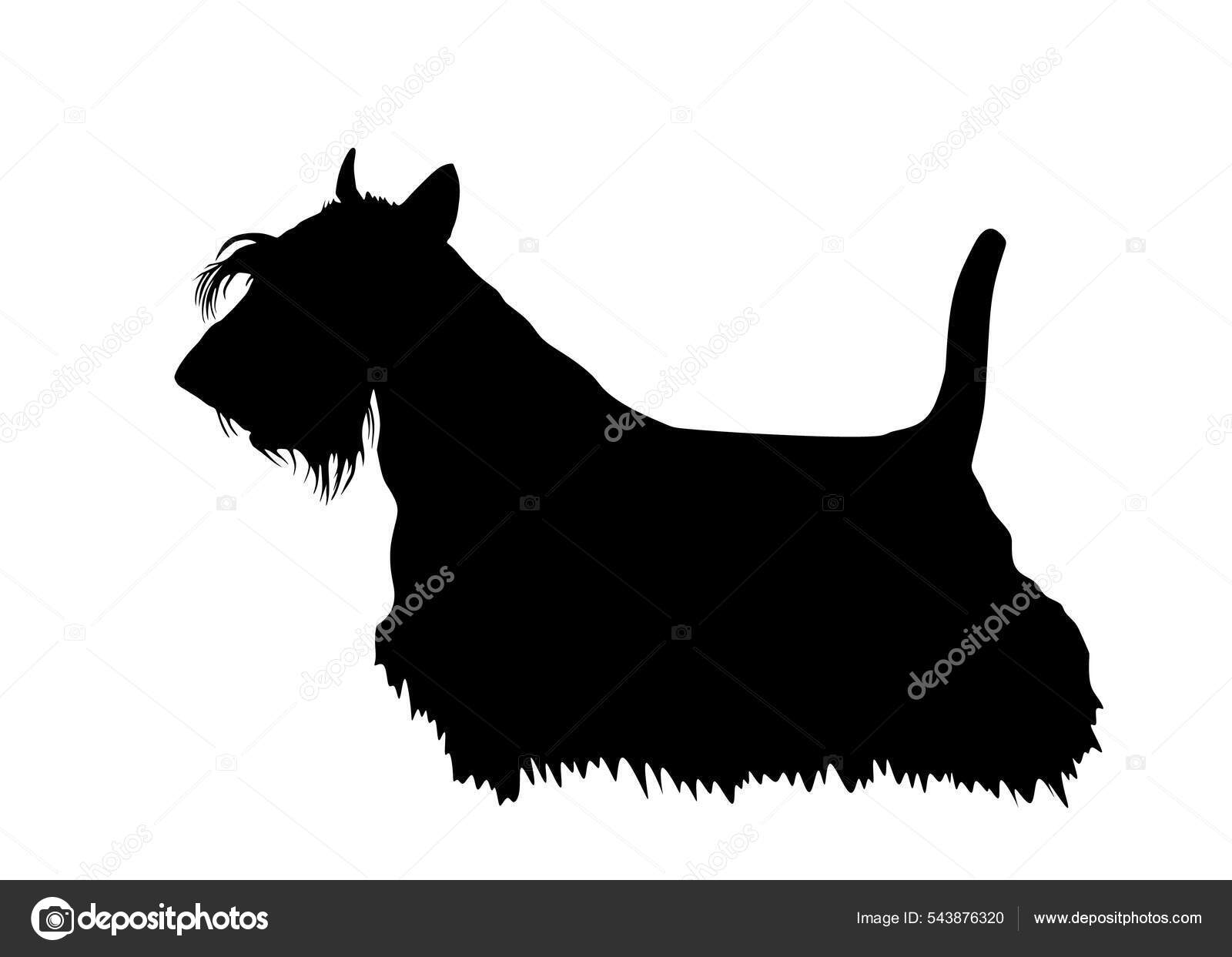 Scottish Terrier Vector Silhouette Illustration Isolated White ...