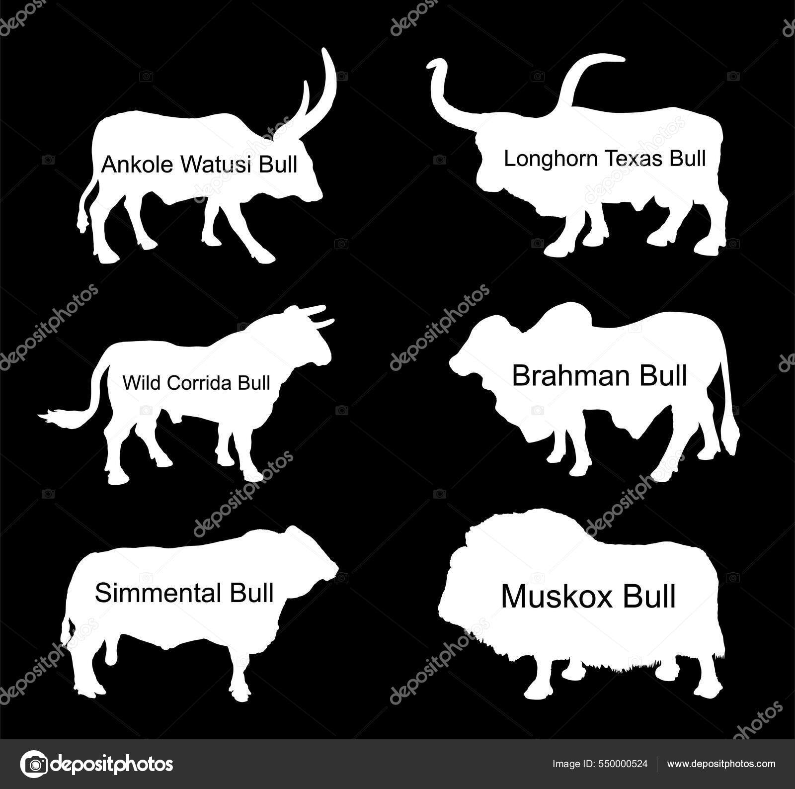 Bull Collection Vector Silhouette Illustration Isolated Black Muskox ...