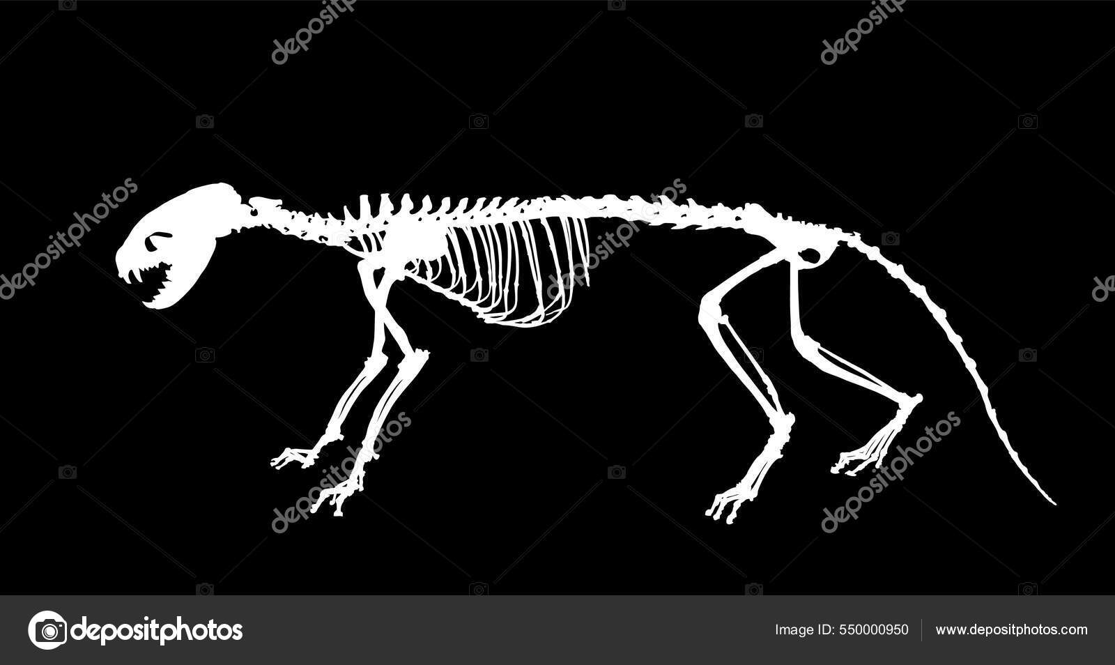 Marten Skeleton Vector Silhouette Illustration Isolated Black ...