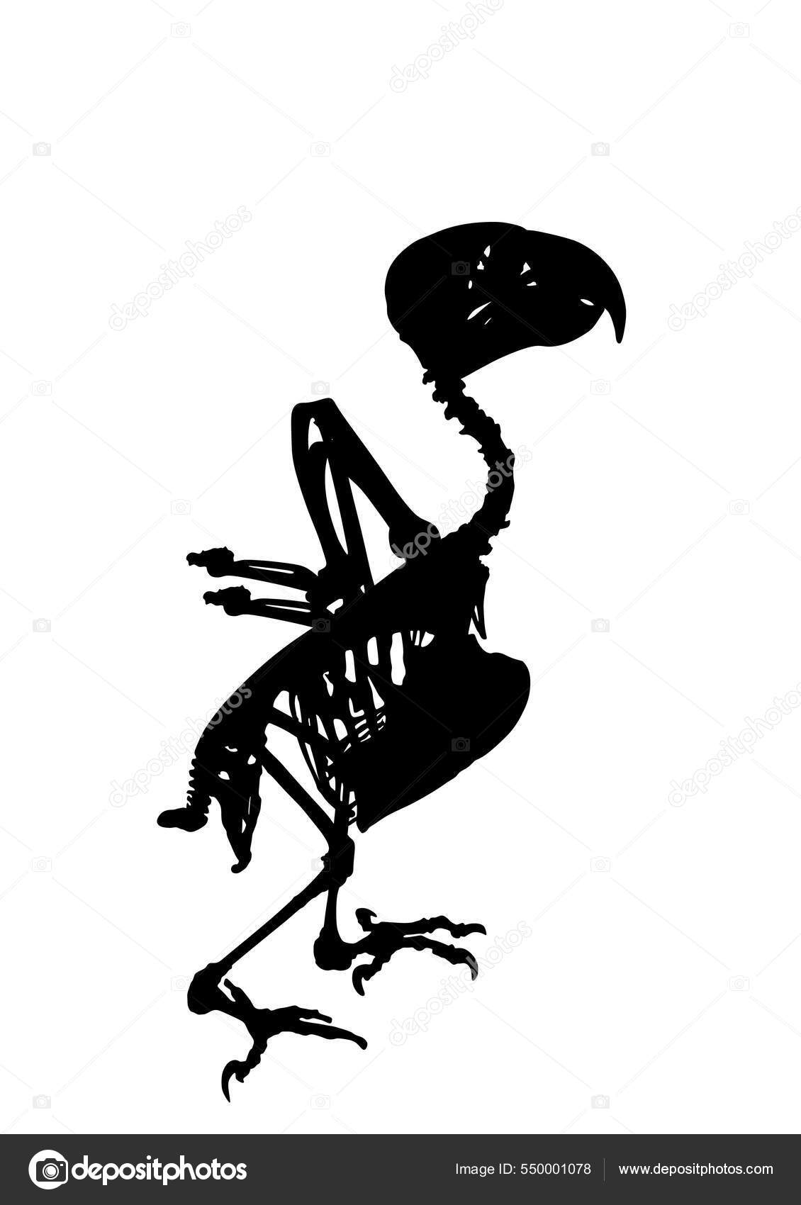 African Grey Parrot Skeleton Vector Silhouette Illustration Isolated ...