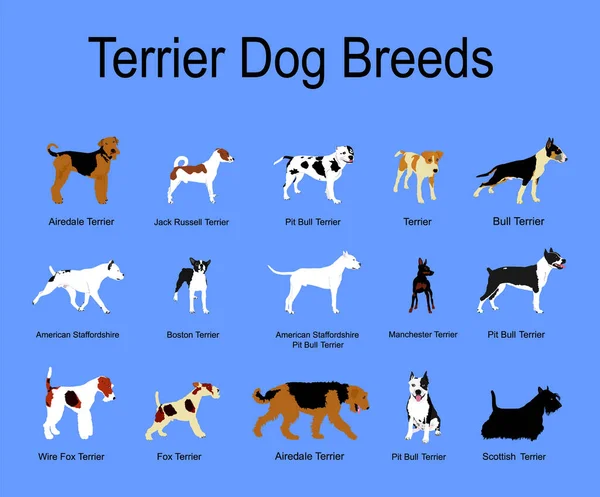 Types Of Terrier