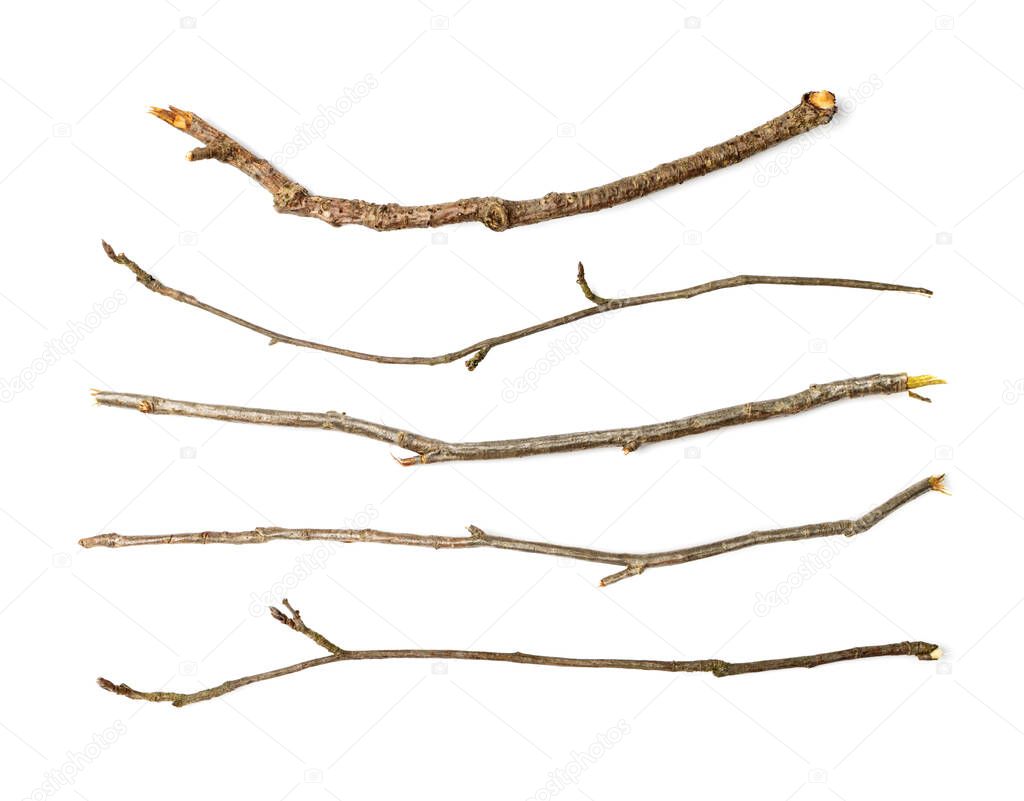 Ramas aisladas. Colección de ramitas secas, palos, ramas, ramas finas ...
