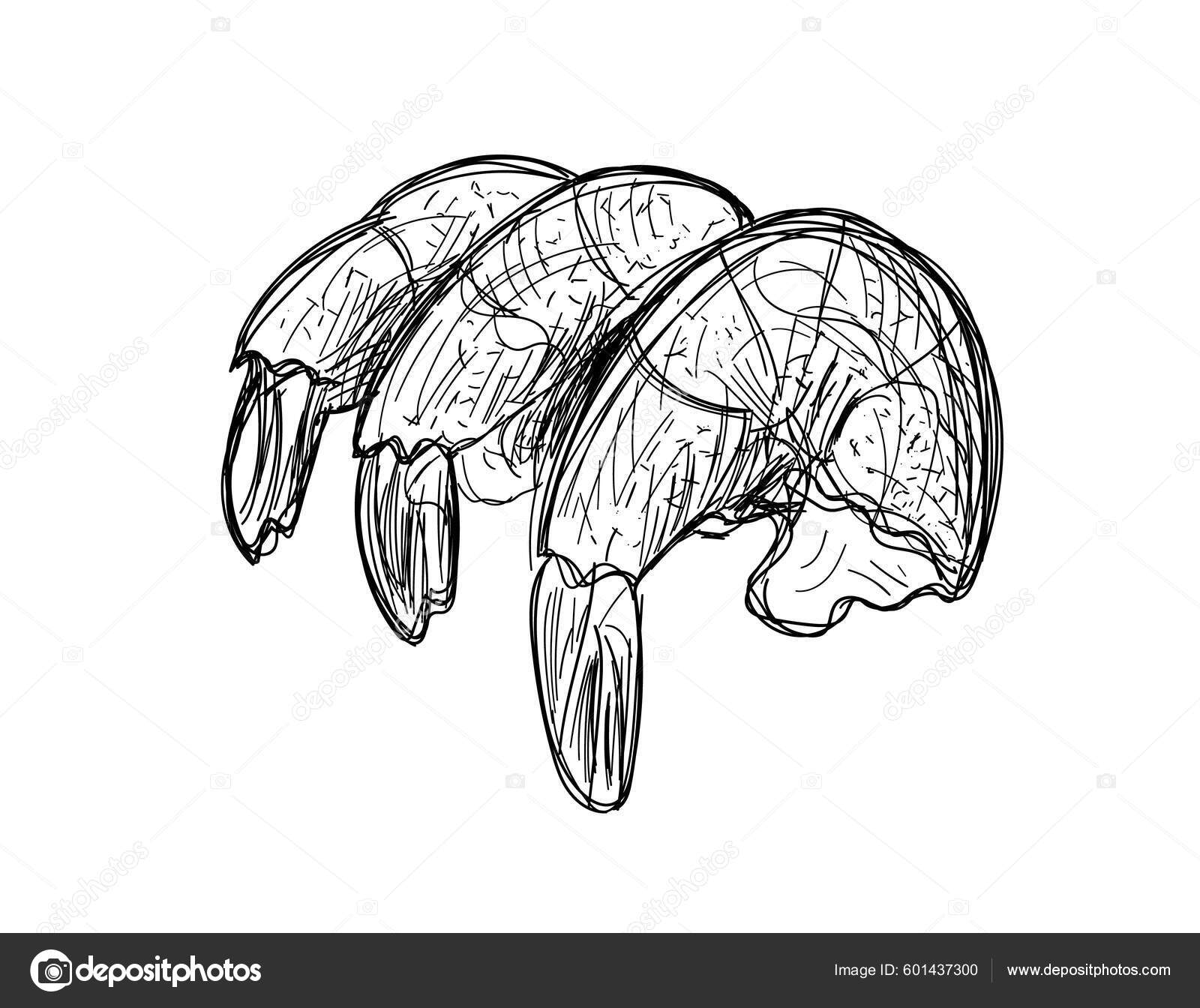 Sketched Shrimp Tails Line Drawing Prawn Hand Drawn Pacific Shrimp ...