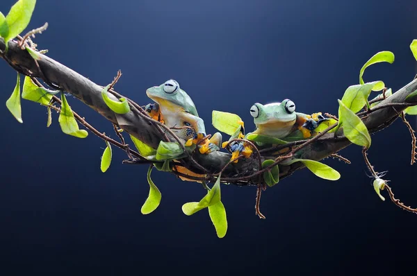 Frog life cycle Stock Photos, Royalty Free Frog life cycle Images ...