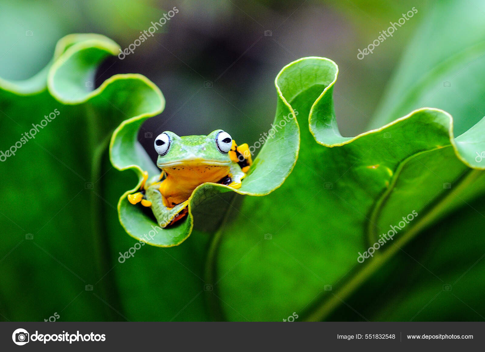 Tree Frog Leaf Tree Frog Frog Flying Frog — Stock Photo © andripriyadi ...
