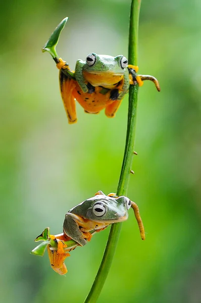 Jumping Tree Frog