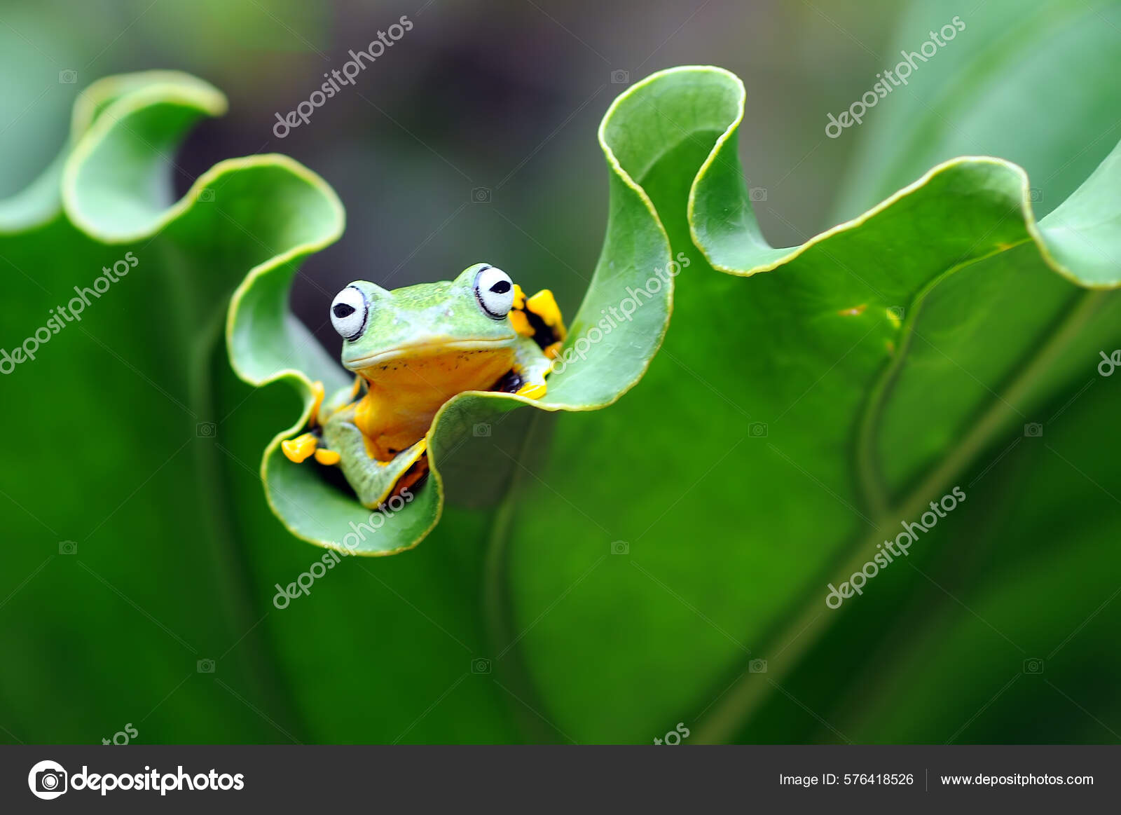 Frog Leaf Tree Frog Flying Frog — Stock Photo © andripriyadi #576418526