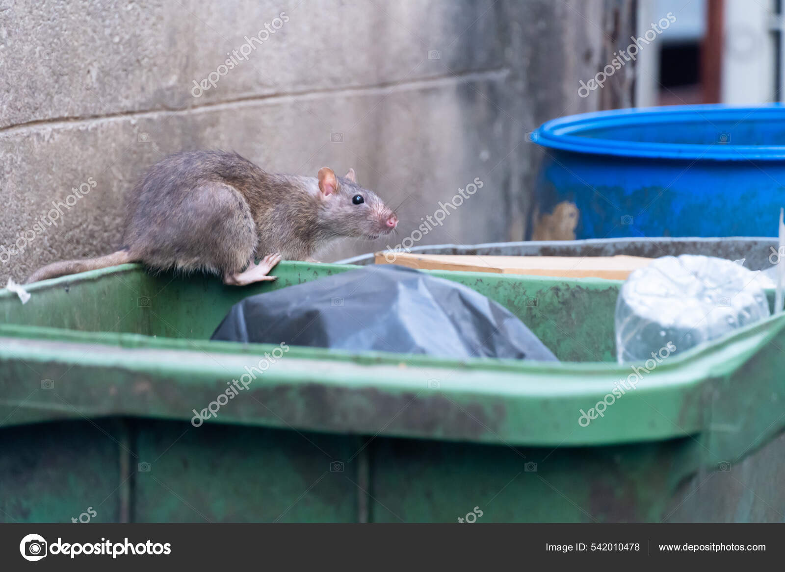 Rats Eating Trash Big City — Stock Photo © mr.younglek@gmail.com #542010478