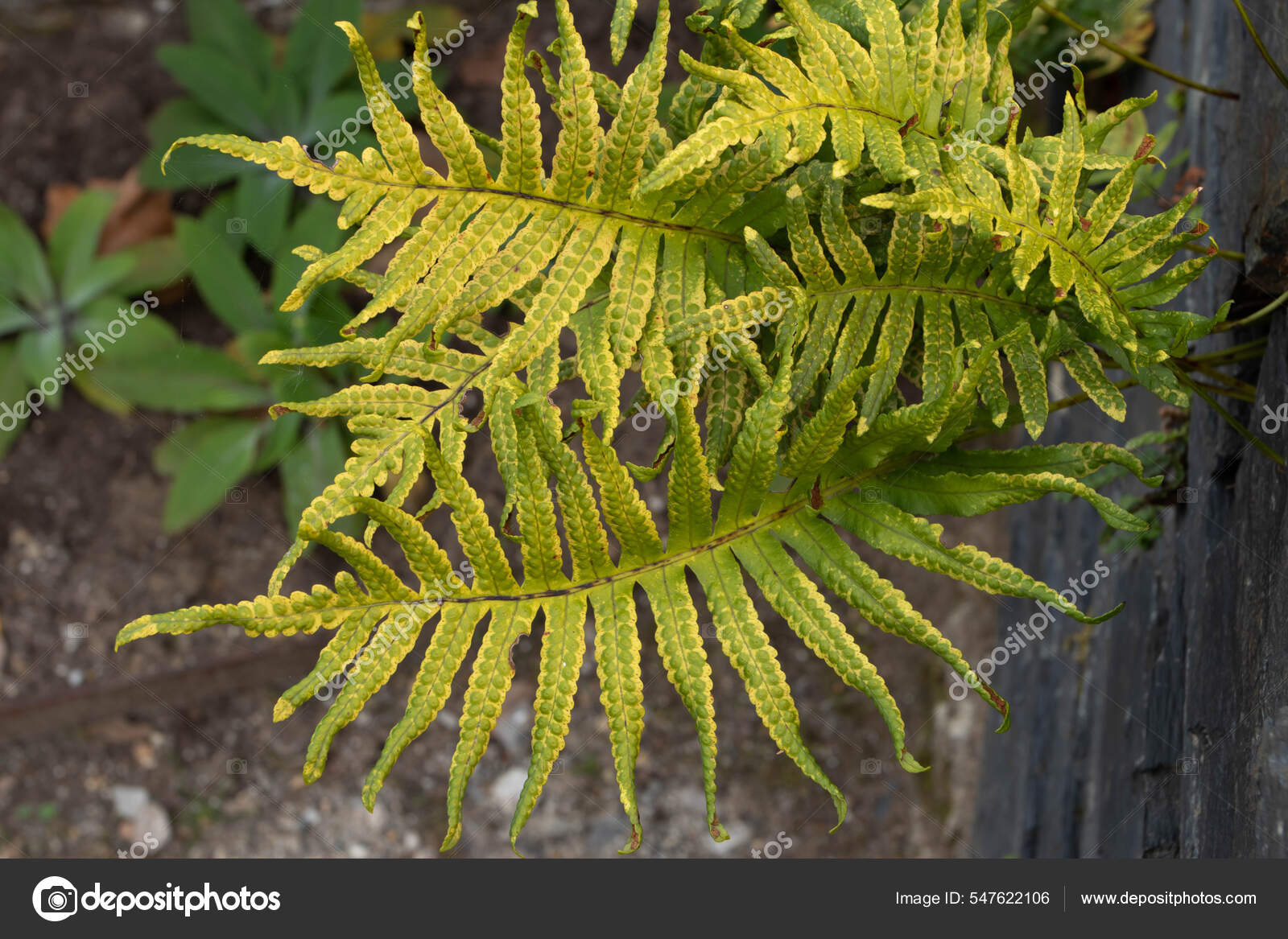 Polypodium Vulgare