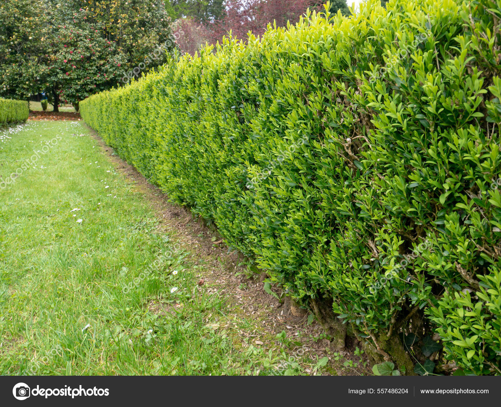 Common Box Buxus Sempervirens European Box Boxwood Bright Green Low ...