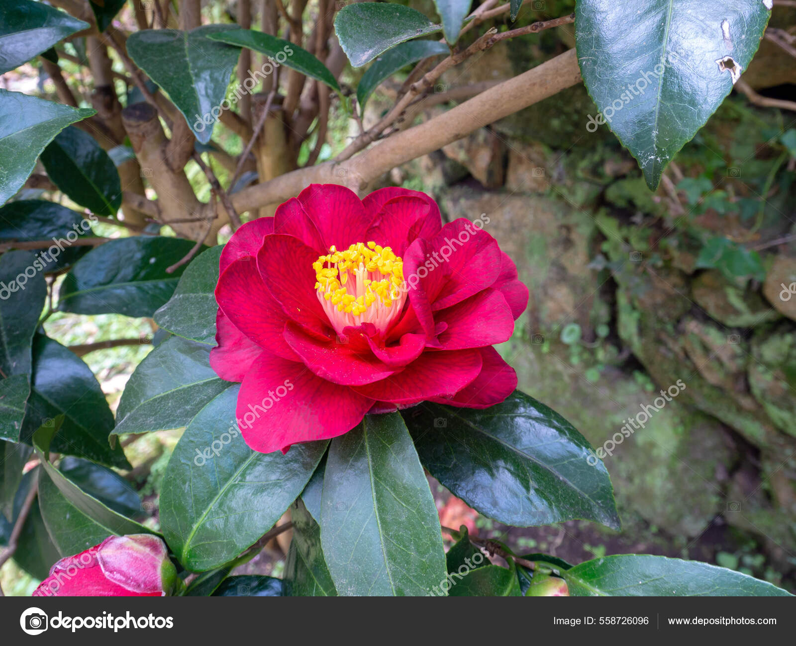 Japanese Red Camellia Flower