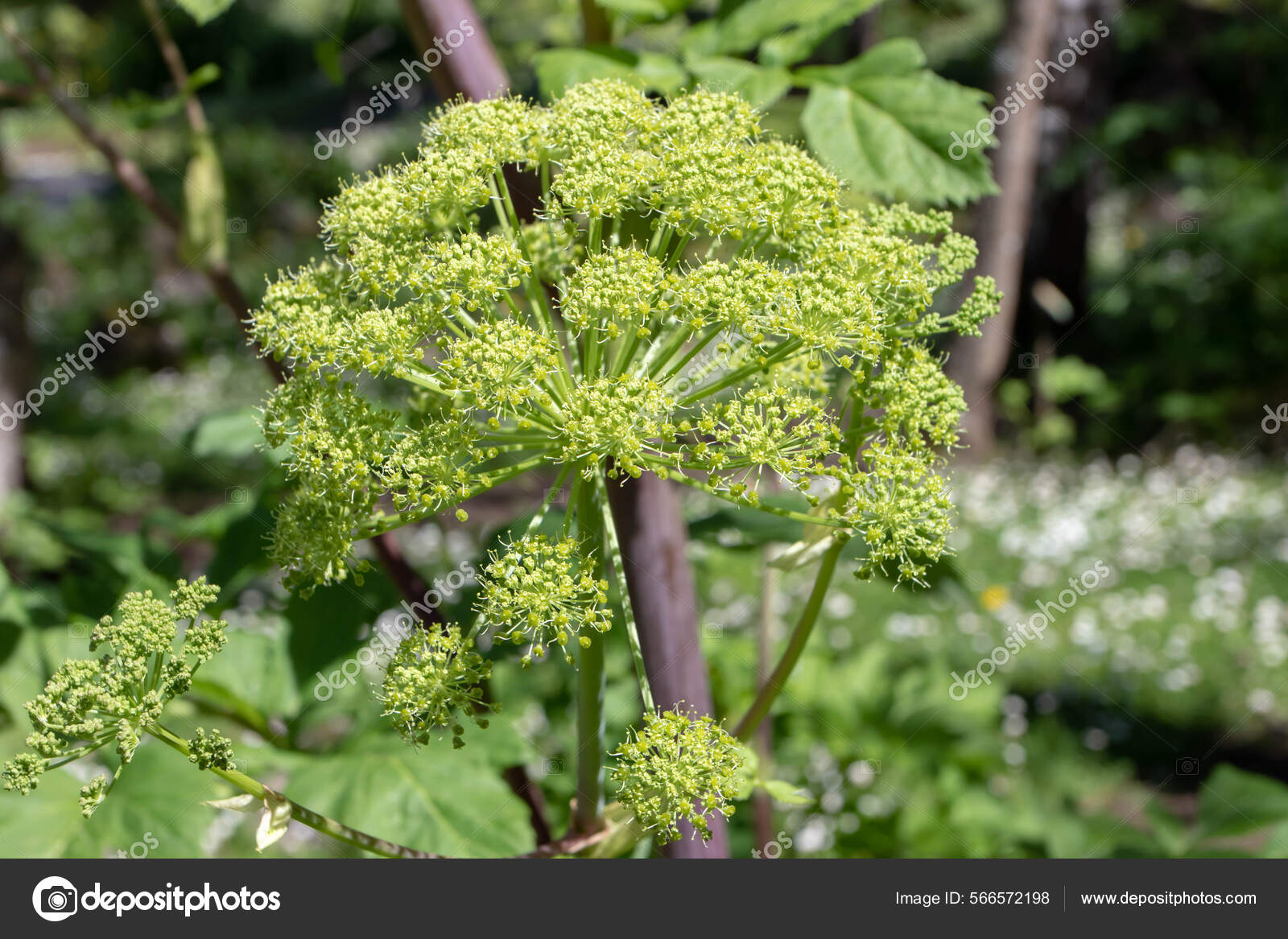 Celery Plant Flower