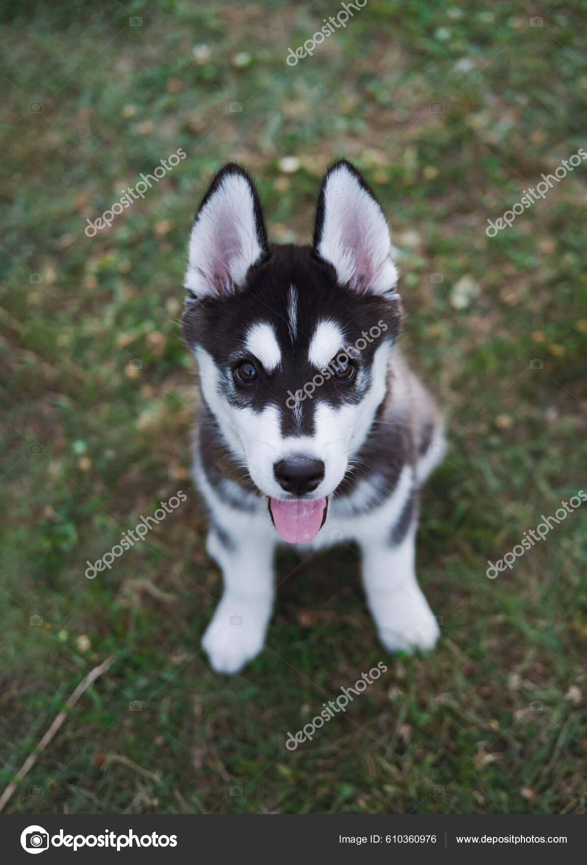 Happy Husky Puppy