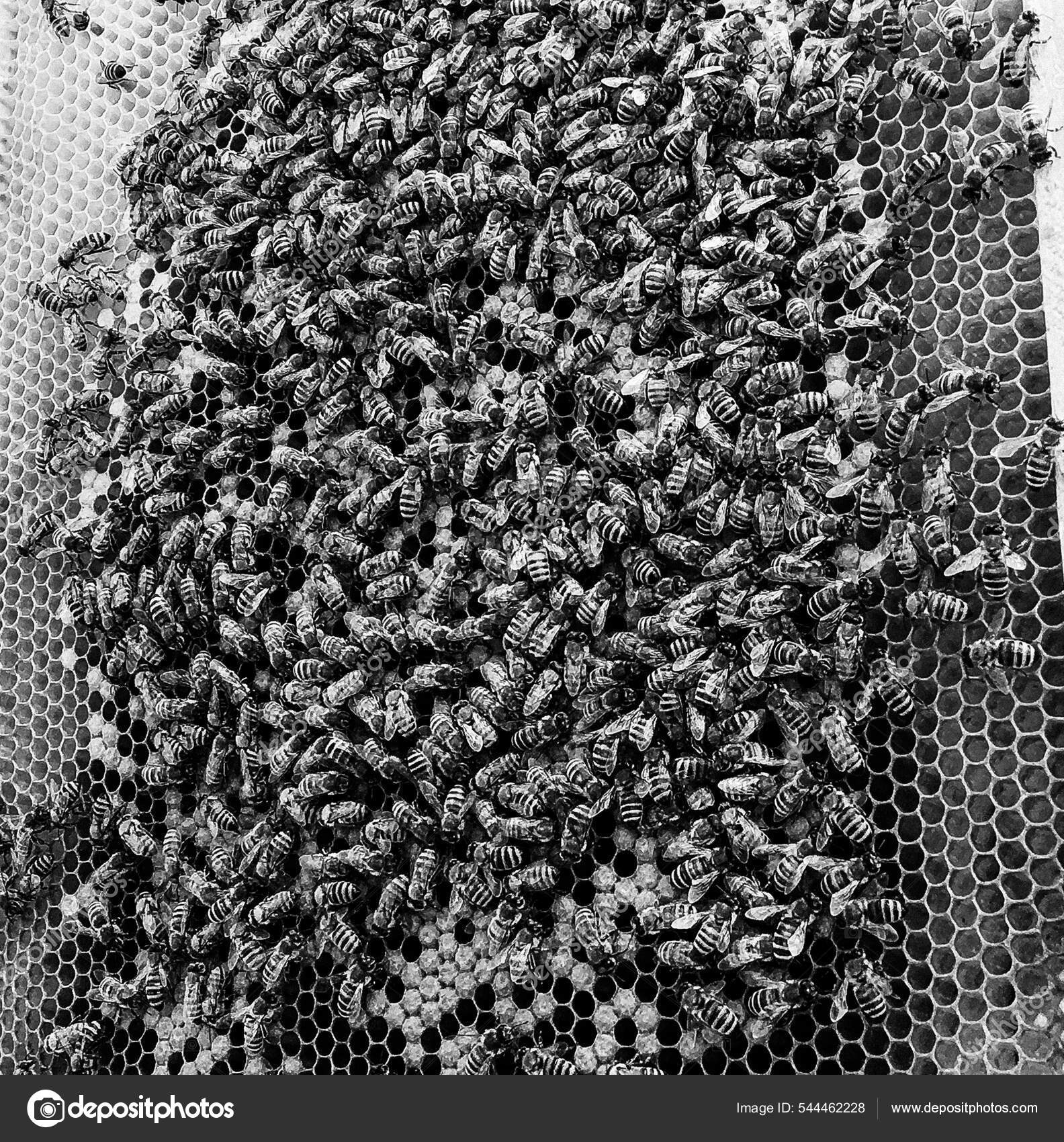 Abstract Hexagon Structure Honeycomb Bee Hive Filled Golden Honey ...