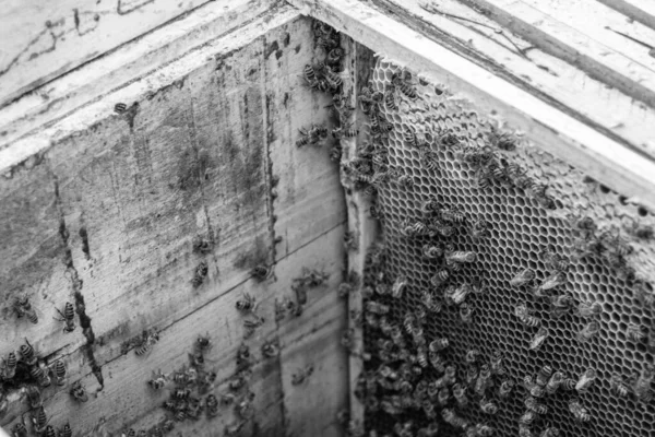 Beehive in roof Stock Photos, Royalty Free Beehive in roof Images ...