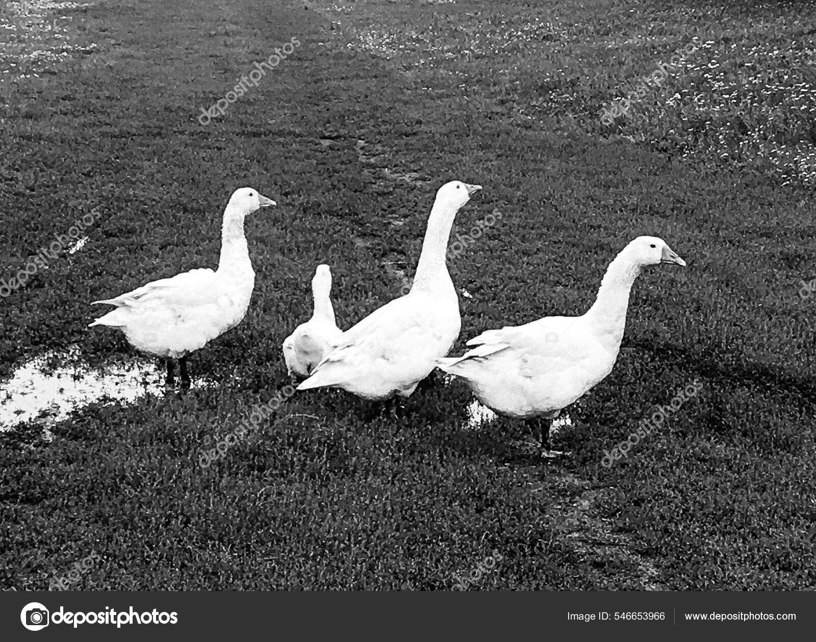 Family White Animals Goose Gander Drink Water Fluid Pond Beautiful ...
