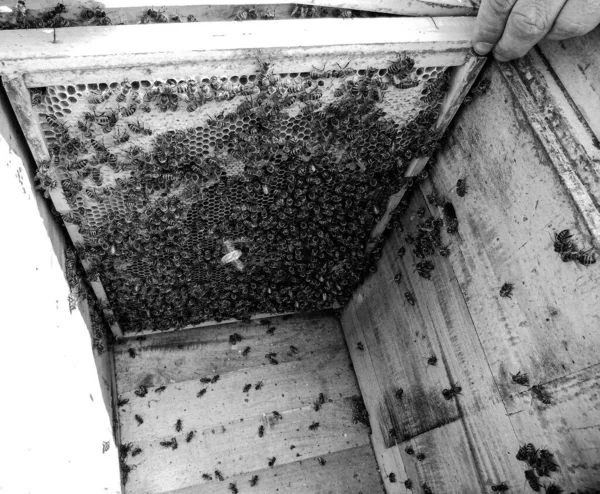 Beehive in roof Stock Photos, Royalty Free Beehive in roof Images ...