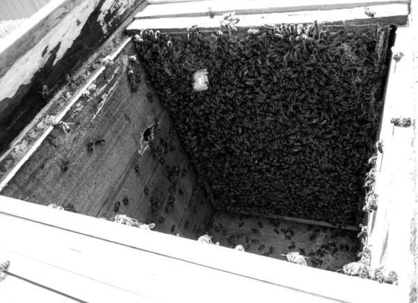 Bug colonies images libres de droit, photos de Bug colonies | Depositphotos