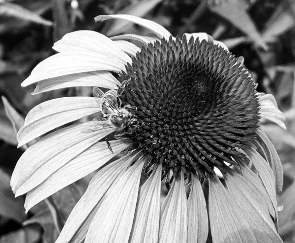 Vacker svart och vitt solros isolerade fotos de stock, imágenes de ...