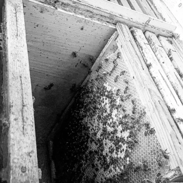 Beehive in roof Stock Photos, Royalty Free Beehive in roof Images ...