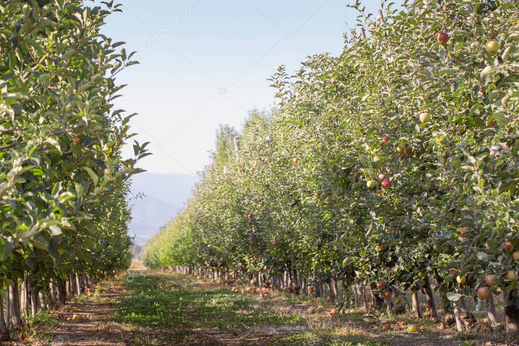 Huerto de manzanas con frutas maduras. La luz del sol en los árboles ...