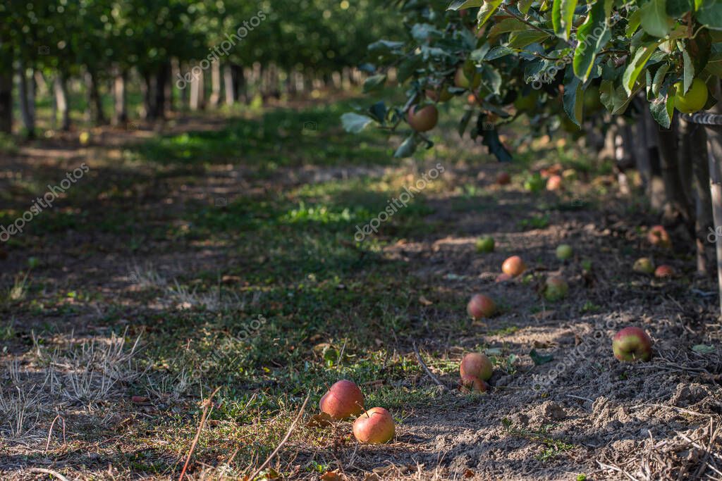 Huerto de manzanas con frutas maduras. La luz del sol en los árboles ...