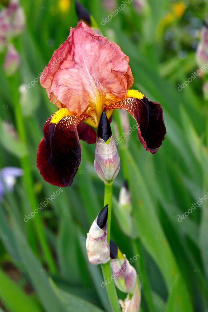 Primer plano de la flor Iris latifolia roja inglesa en el jardín de ...