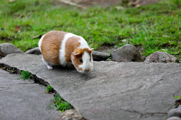 Guinea pigs in peru Stock Photos, Royalty Free Guinea pigs in peru ...
