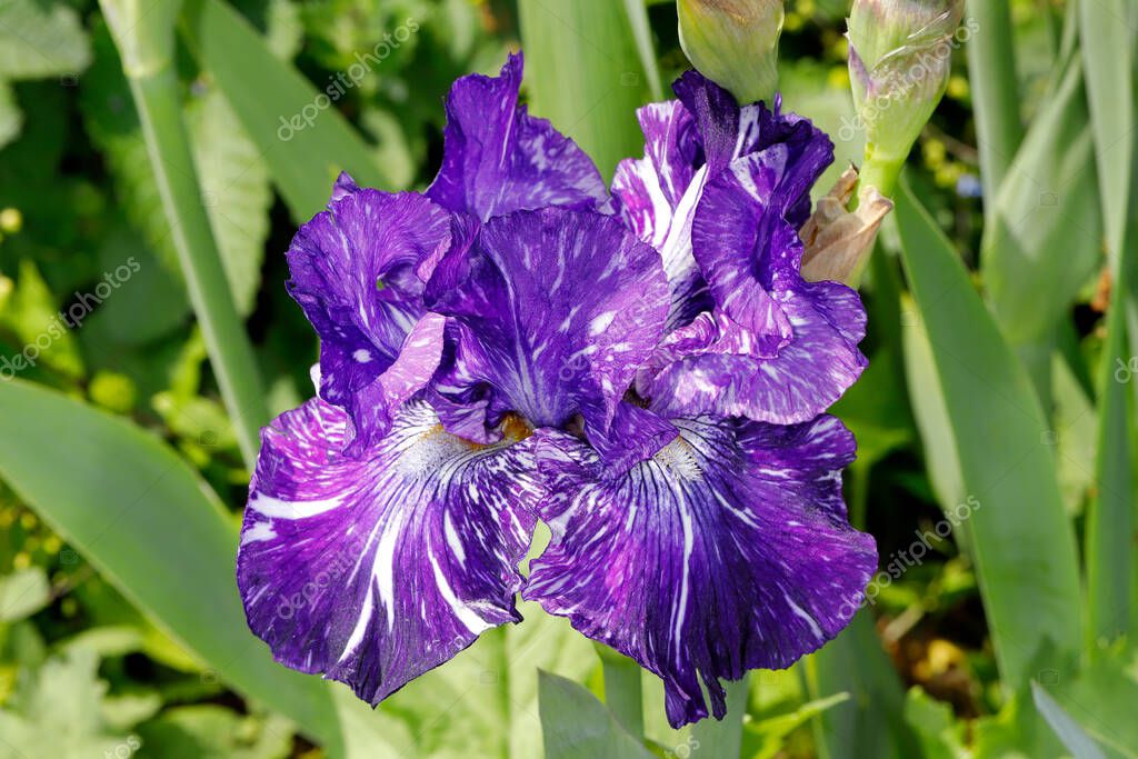 Primer plano de color lila-blanco Inglés Iris latifolia flor en el ...