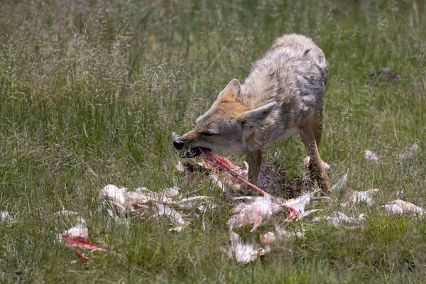 Lobo comiendo fotos de stock, imágenes de Lobo comiendo sin royalties ...