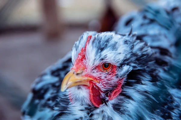 Beautiful colorful chicken. Portrait of a domestic chicken with a ...