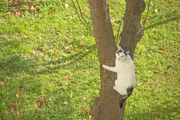 Cat stuck tree Stock Photos, Royalty Free Cat stuck tree Images ...