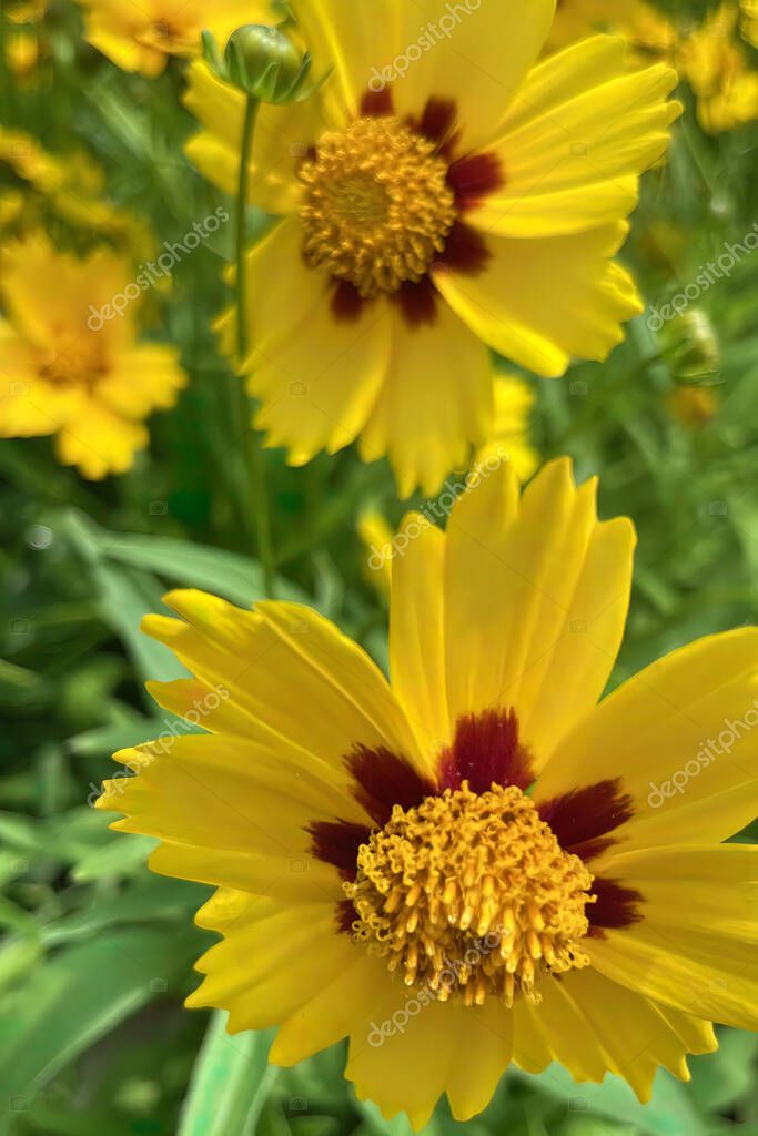 Coreopsis es un género de plantas con flores perteneciente a la familia ...