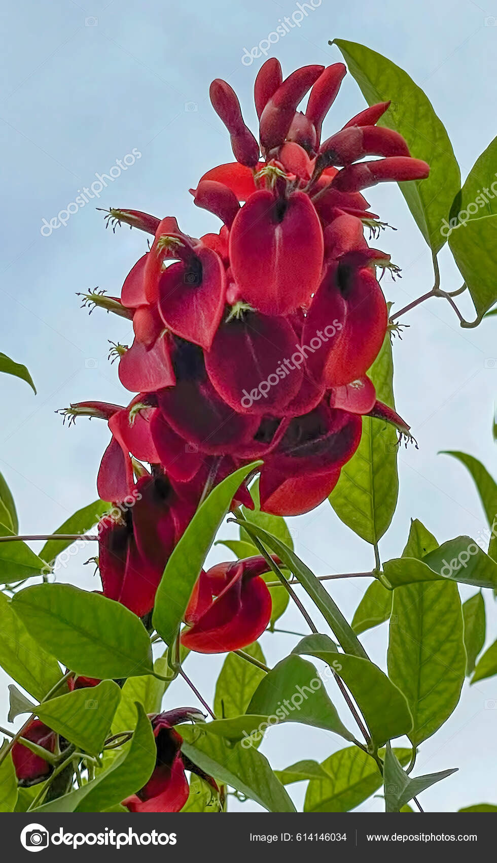 Erythrina Crista Galli Often Known Cockspur Coral Tree Flowering Tree ...