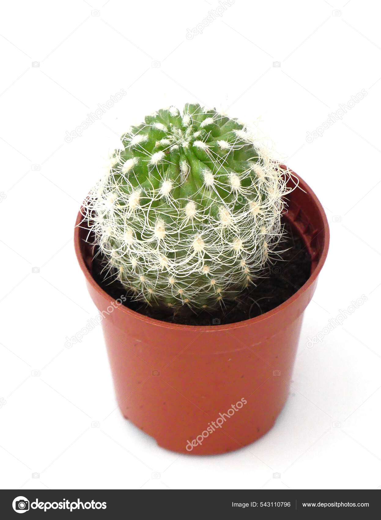 Tiny Cactus Plant Standing White Background Small Cactus Small Pot ...