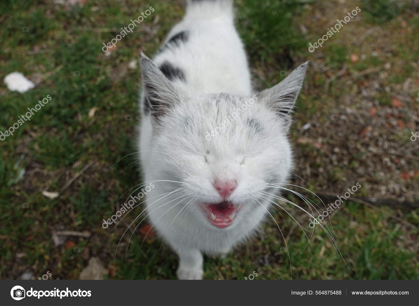 Sick Poor White Stray Cat Meowing Stray Cat Bare Teeth — Stock Photo ...