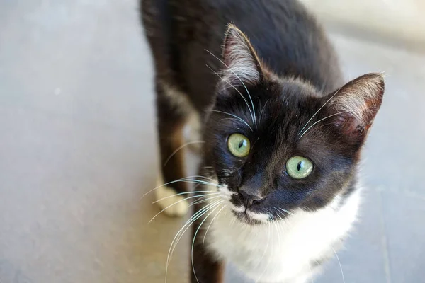 Cut off tail Stock Photos, Royalty Free Cut off tail Images | Depositphotos